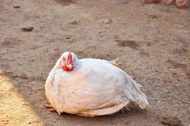 Hvernig á að hugrakkur egg fullkomlega ... og þeir fylltu með avókadó